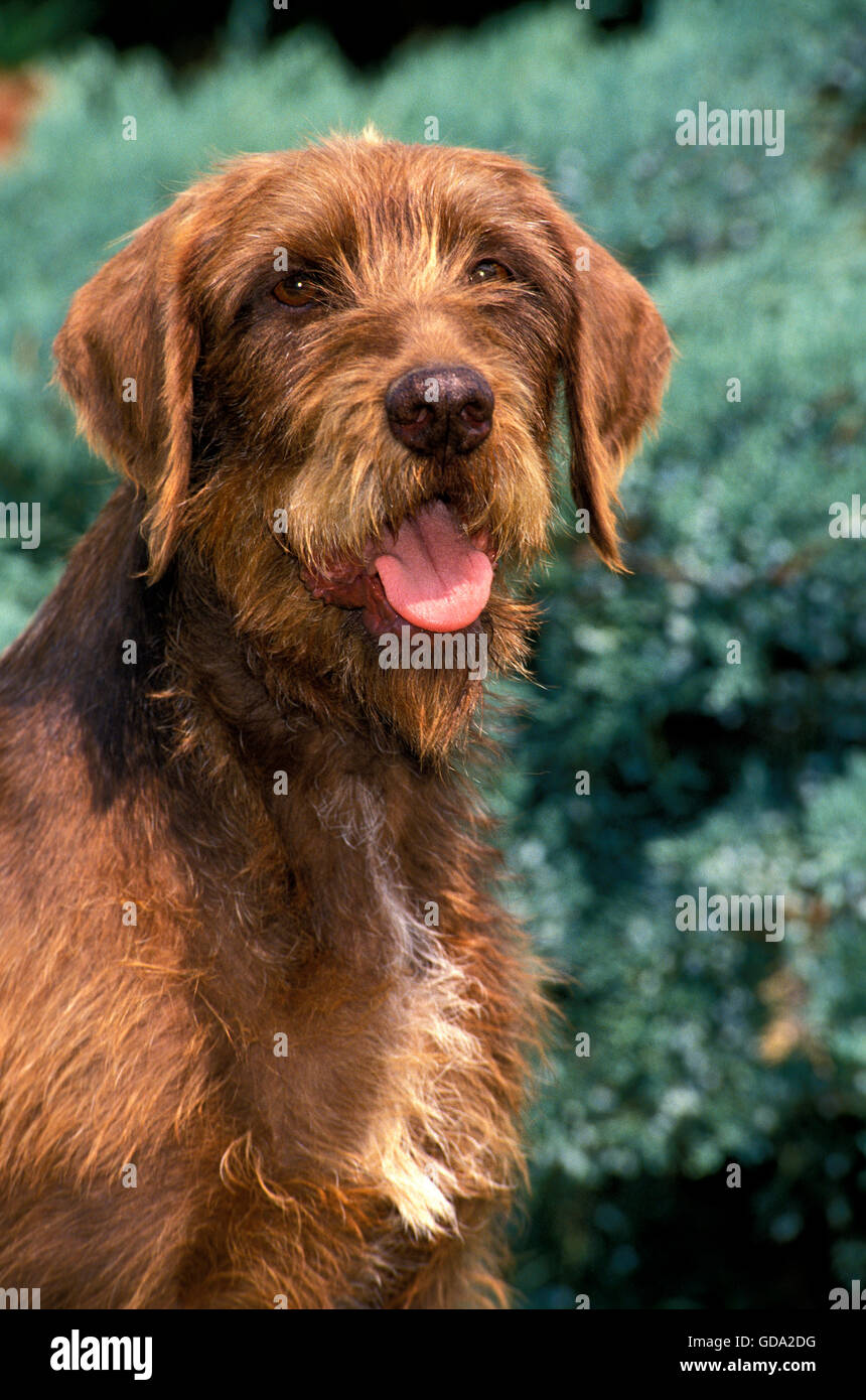 Pudelpointerpudelpointer hi-res stock photography and images - Alamy