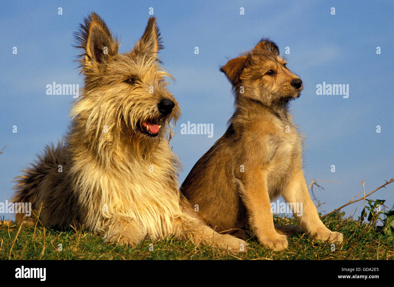 Picardy Shepherd Dog, Mother with Pup Stock Photo - Alamy
