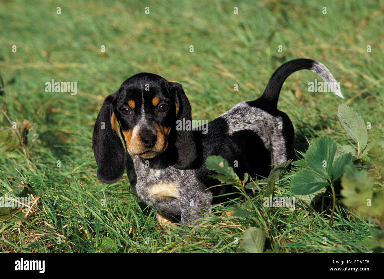 Gascony Blue Basset or Basset Bleu de Gascogne Dog, Pup on Grass Stock ...