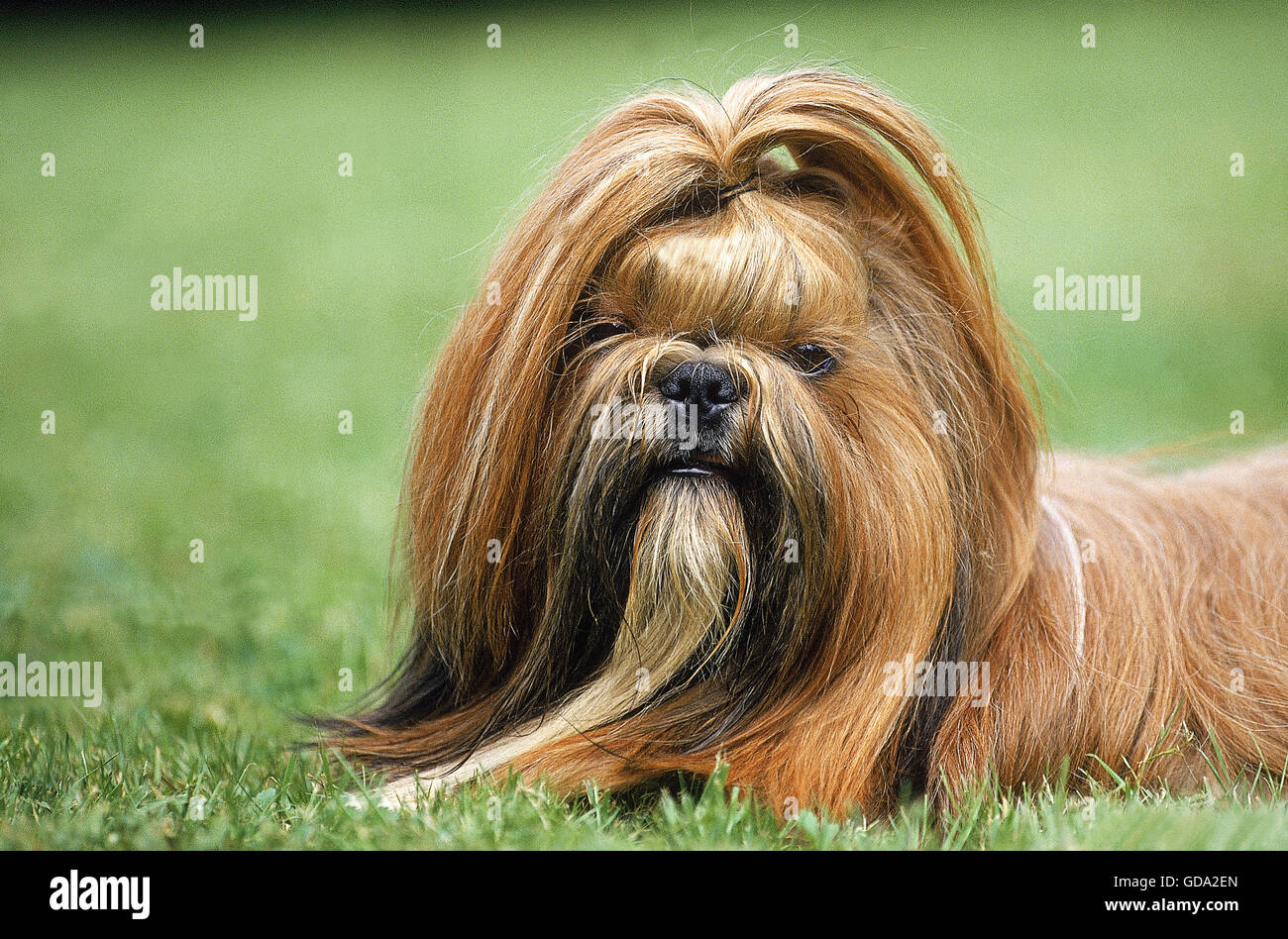 SHI TZU DOG, PORTRAIT OF ADULT Stock Photo - Alamy
