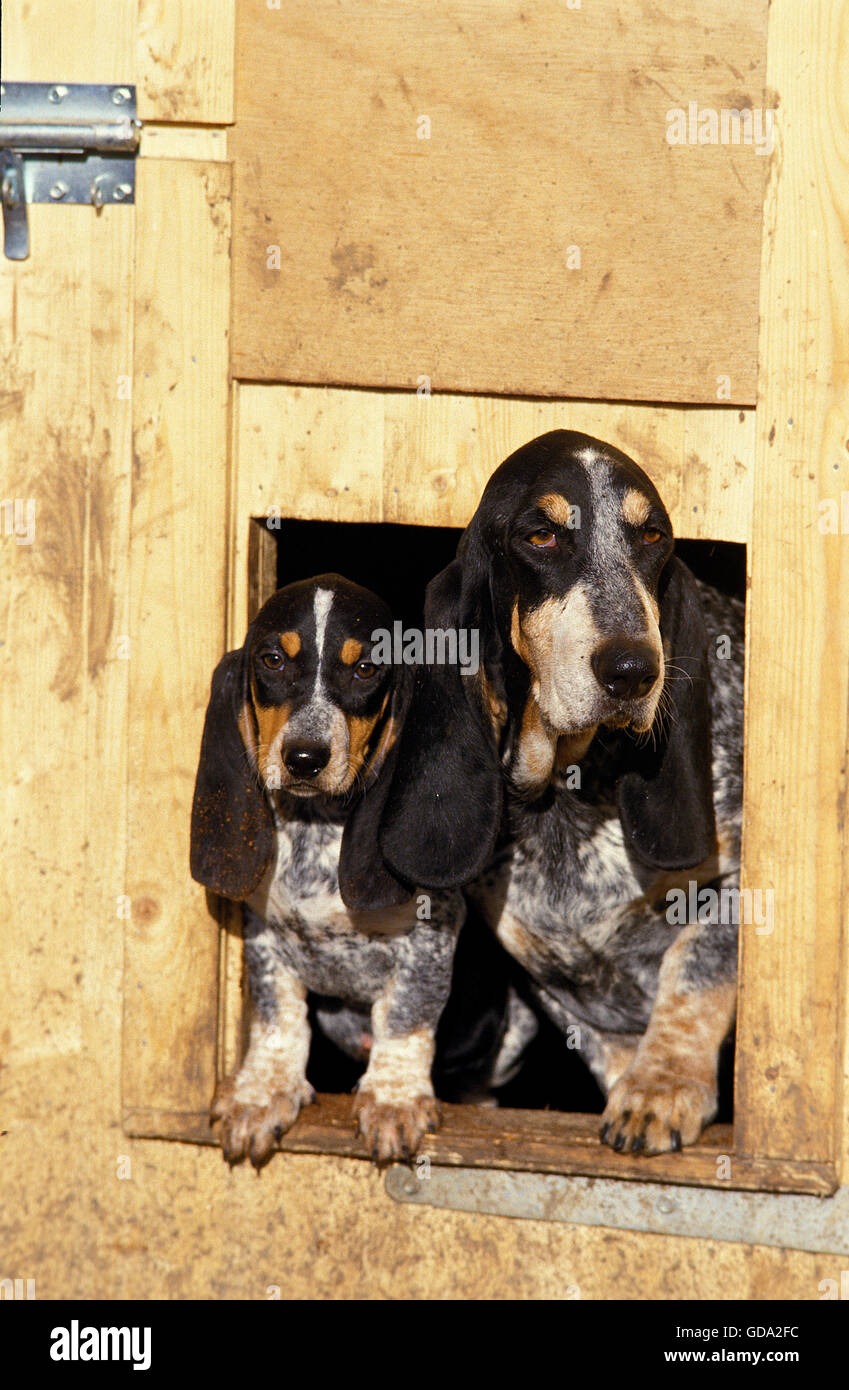 GASCONY BLUE BASSET OR BASSET BLEU DE GASCOGNE, FEMALE WITH PUP AT ...
