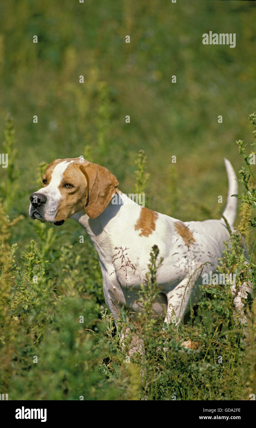 English pointer hi-res stock photography and images - Alamy