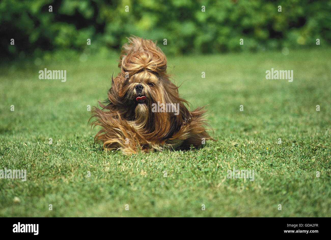 SHI TZU DOG, ADULT ON GRASS Stock Photo - Alamy