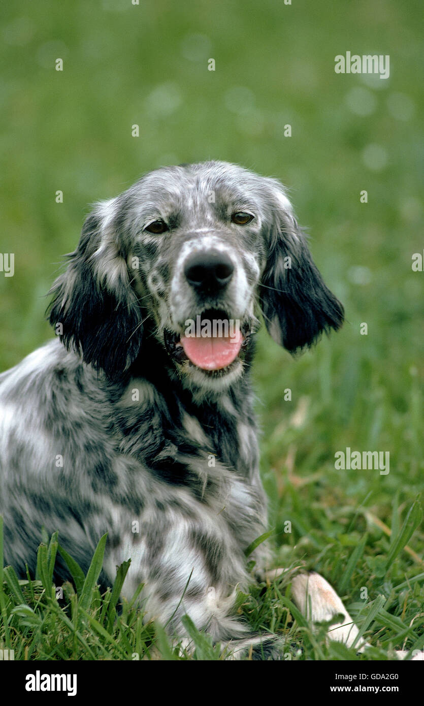 ENGLISH SETTER DOG, ADULT LAYING DOWN ON GRASS Stock Photo - Alamy