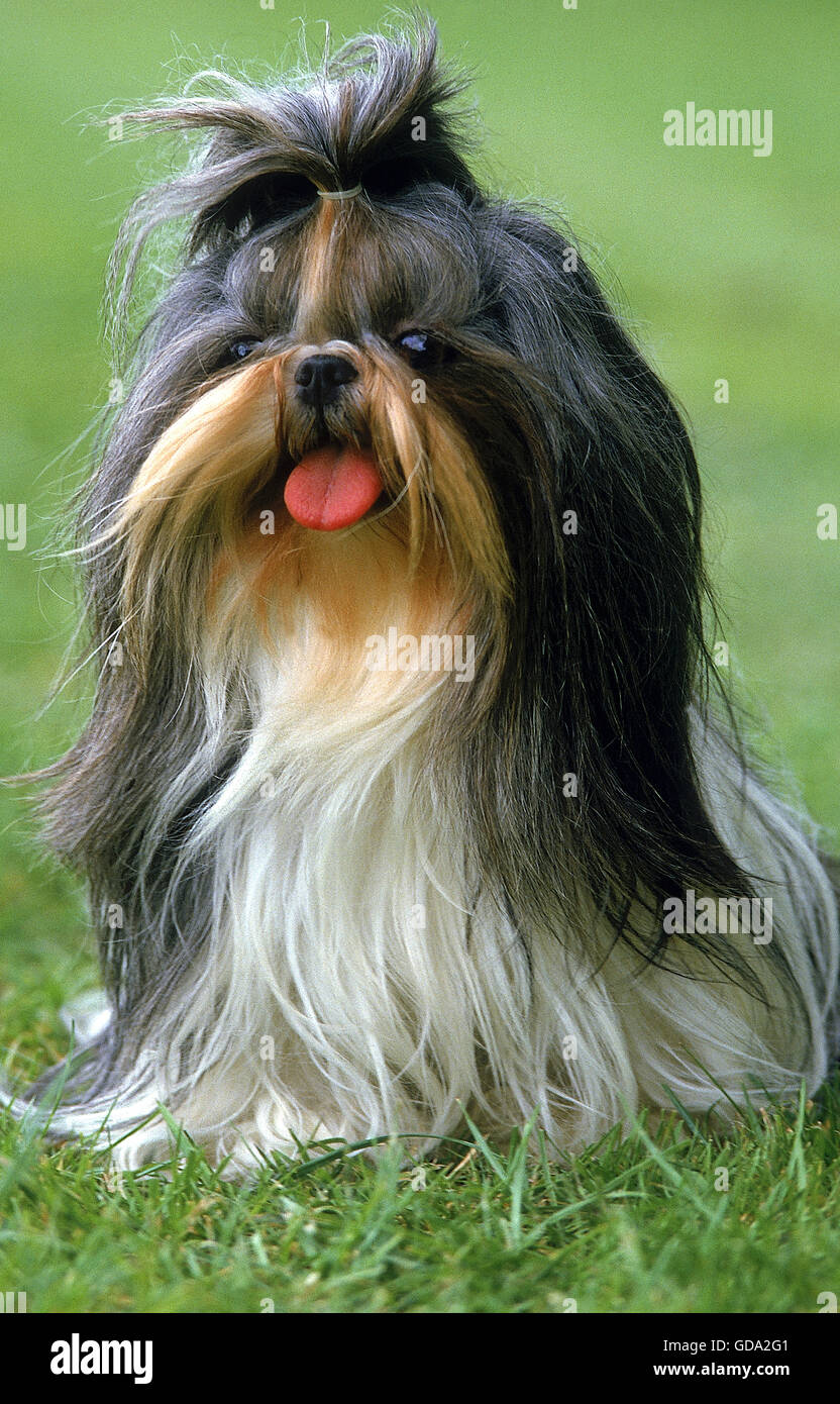 Shi tzus hi-res stock photography and images - Alamy