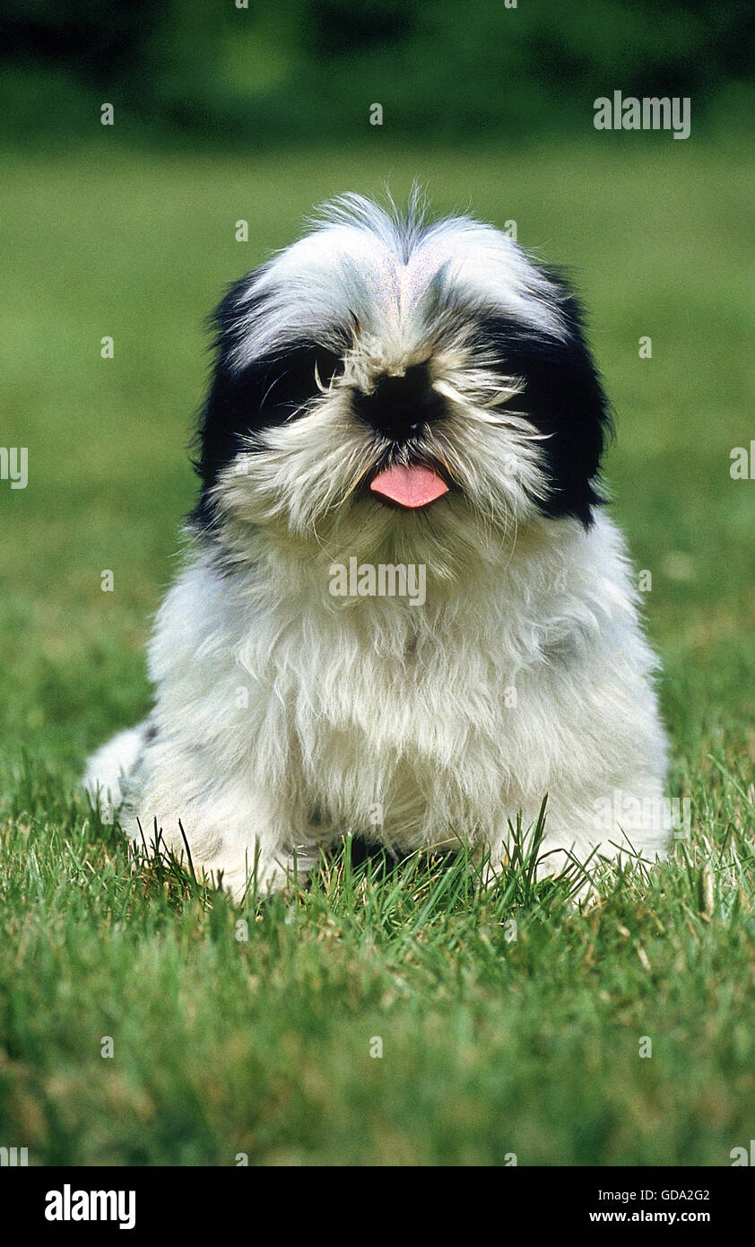 SHI TZU DOG, PUPPY STICKING ITS TONGUE OUT Stock Photo - Alamy
