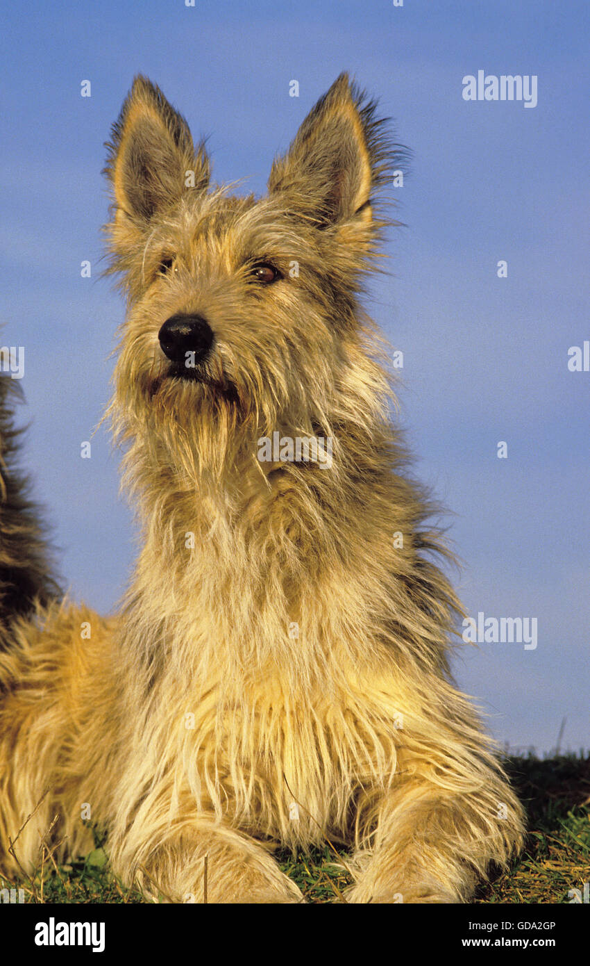 PICARDY SHEPHERD DOG, ADULT LAYING DOWN AGAINST BLUE SKY Stock Photo ...