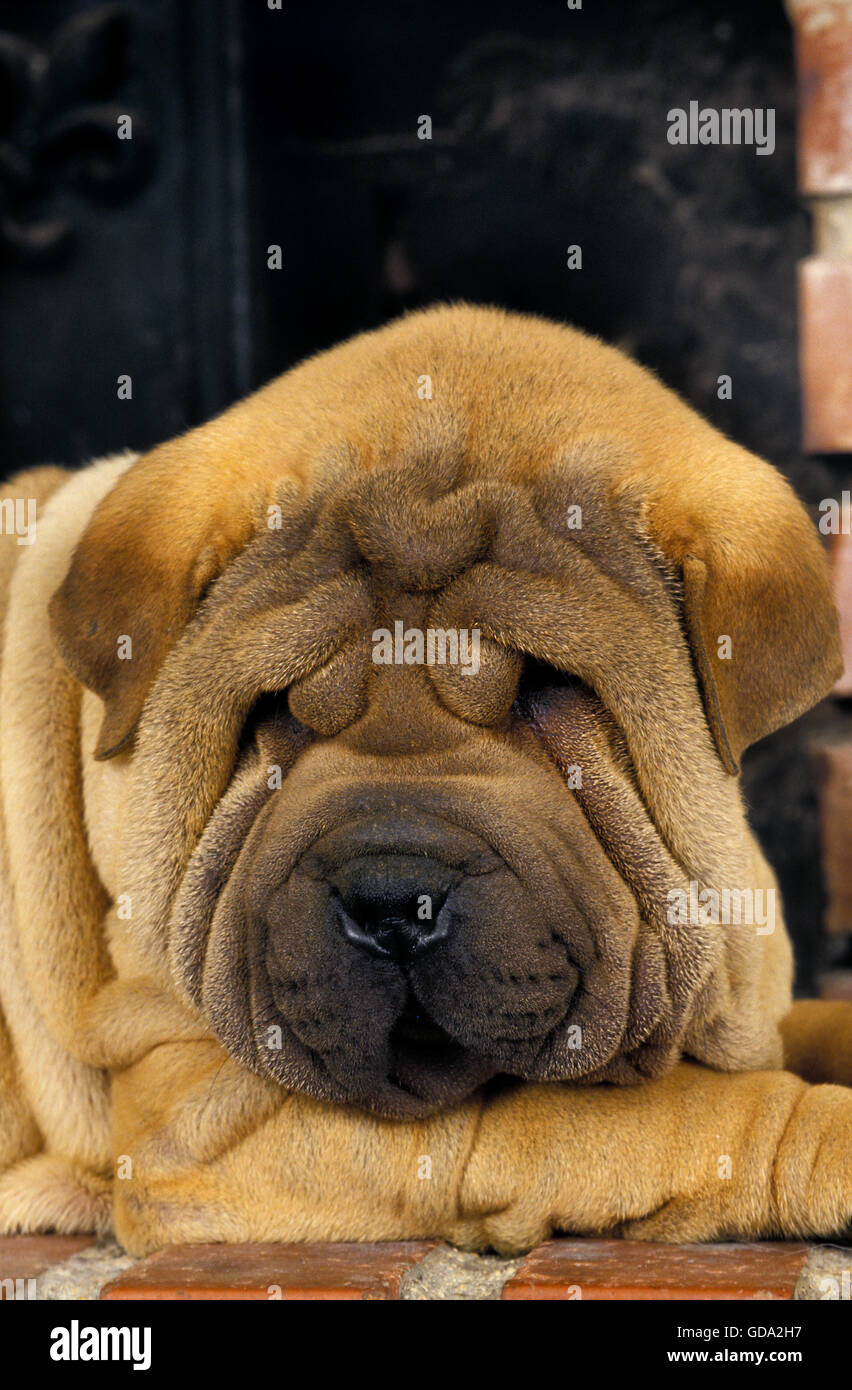 Shar Pei Dog, Puppy sleeping Stock Photo - Alamy