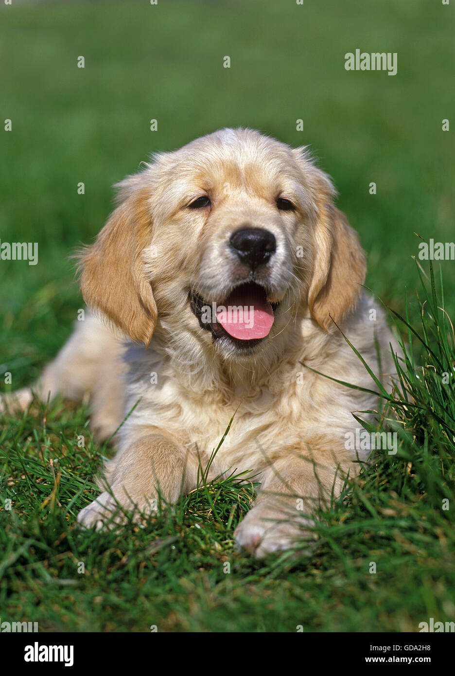 Golden Retriever Puppy Smiling