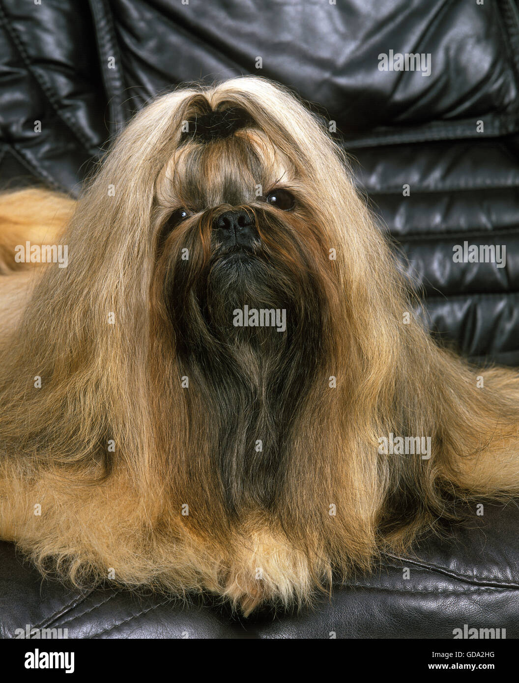 Shi tzu dog laying on leather sofa hi-res stock photography and images ...