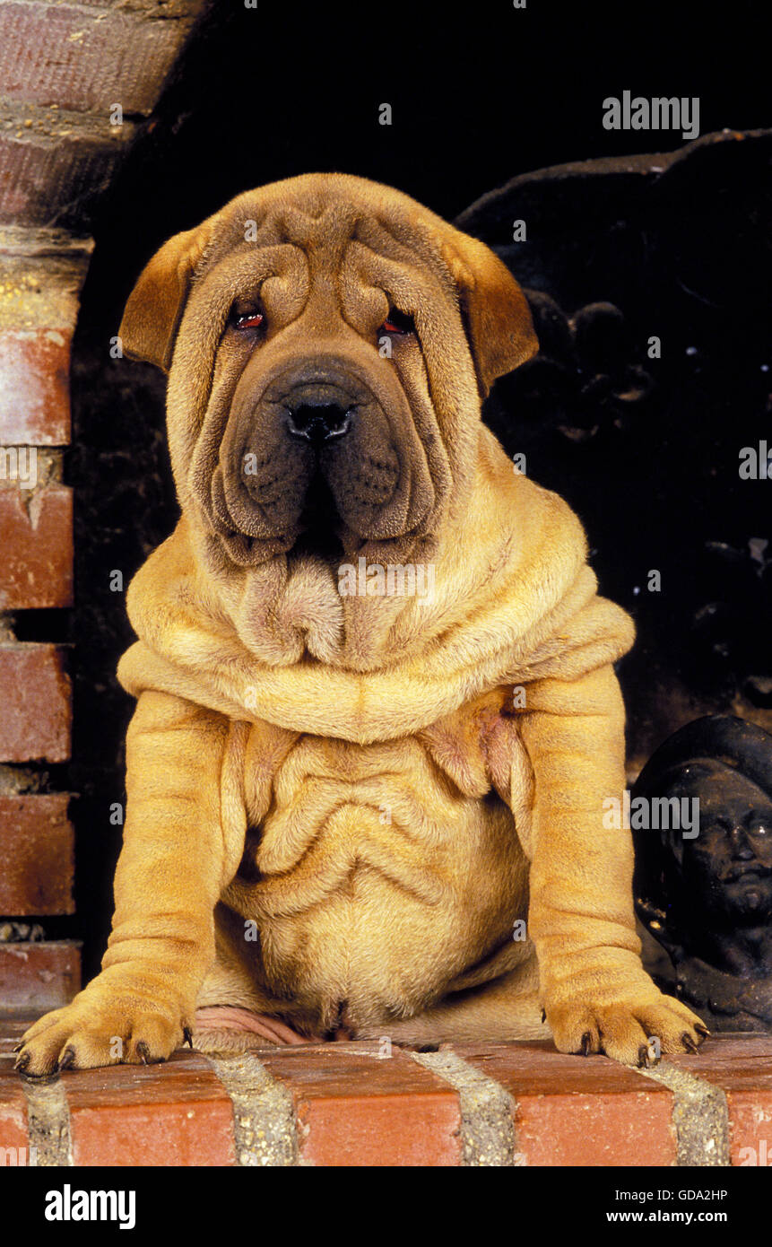 Shar Pei Dog, Pup near Fire Place Stock Photo - Alamy