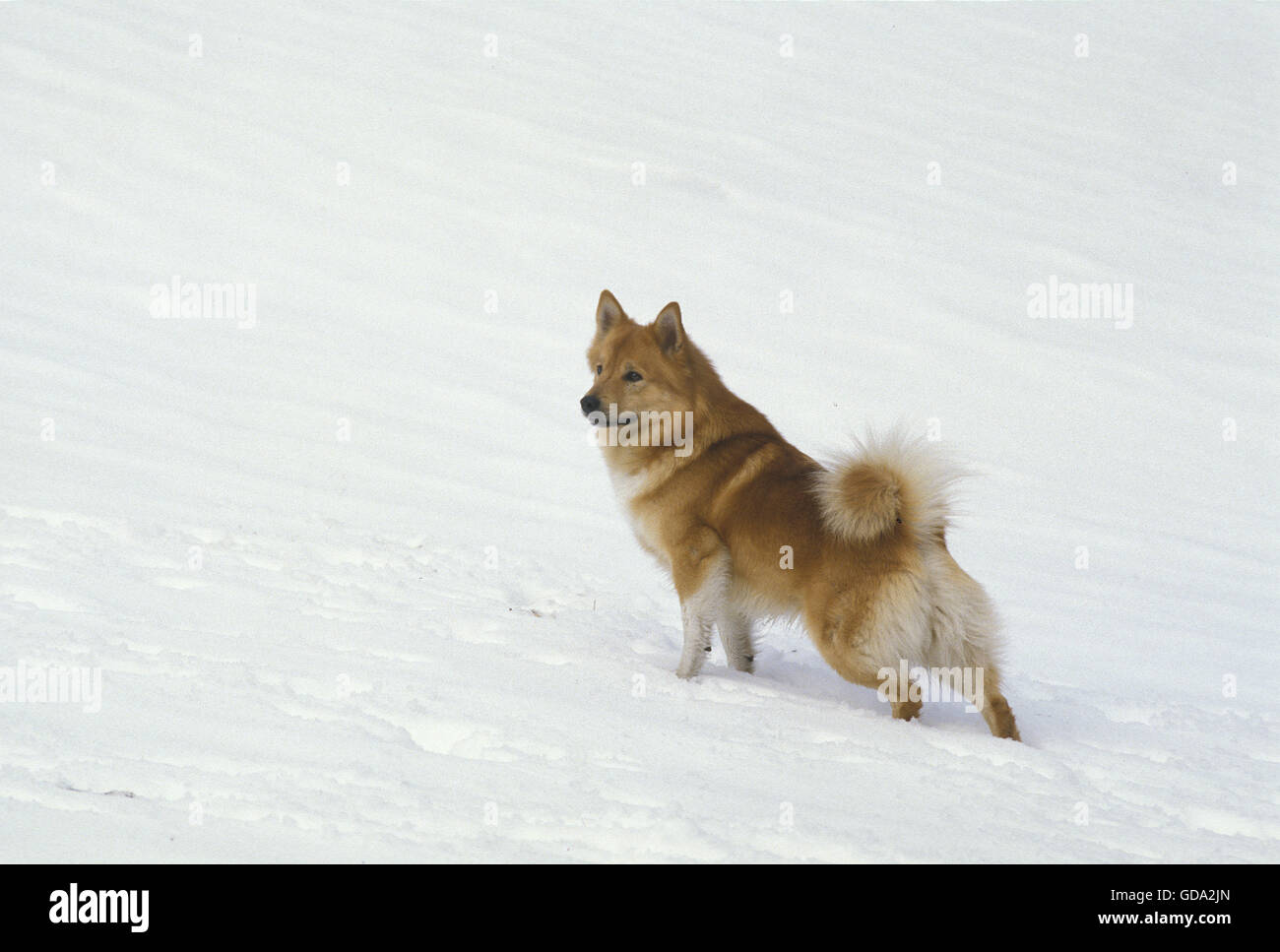 Iceland Dog or Icelandic Sheepdog, Adult on Snow Stock Photo - Alamy