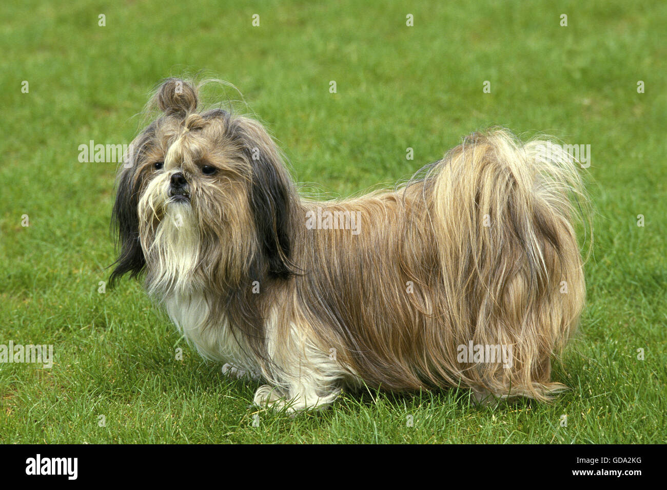 Shi Tzu Dog on Lawn Stock Photo - Alamy