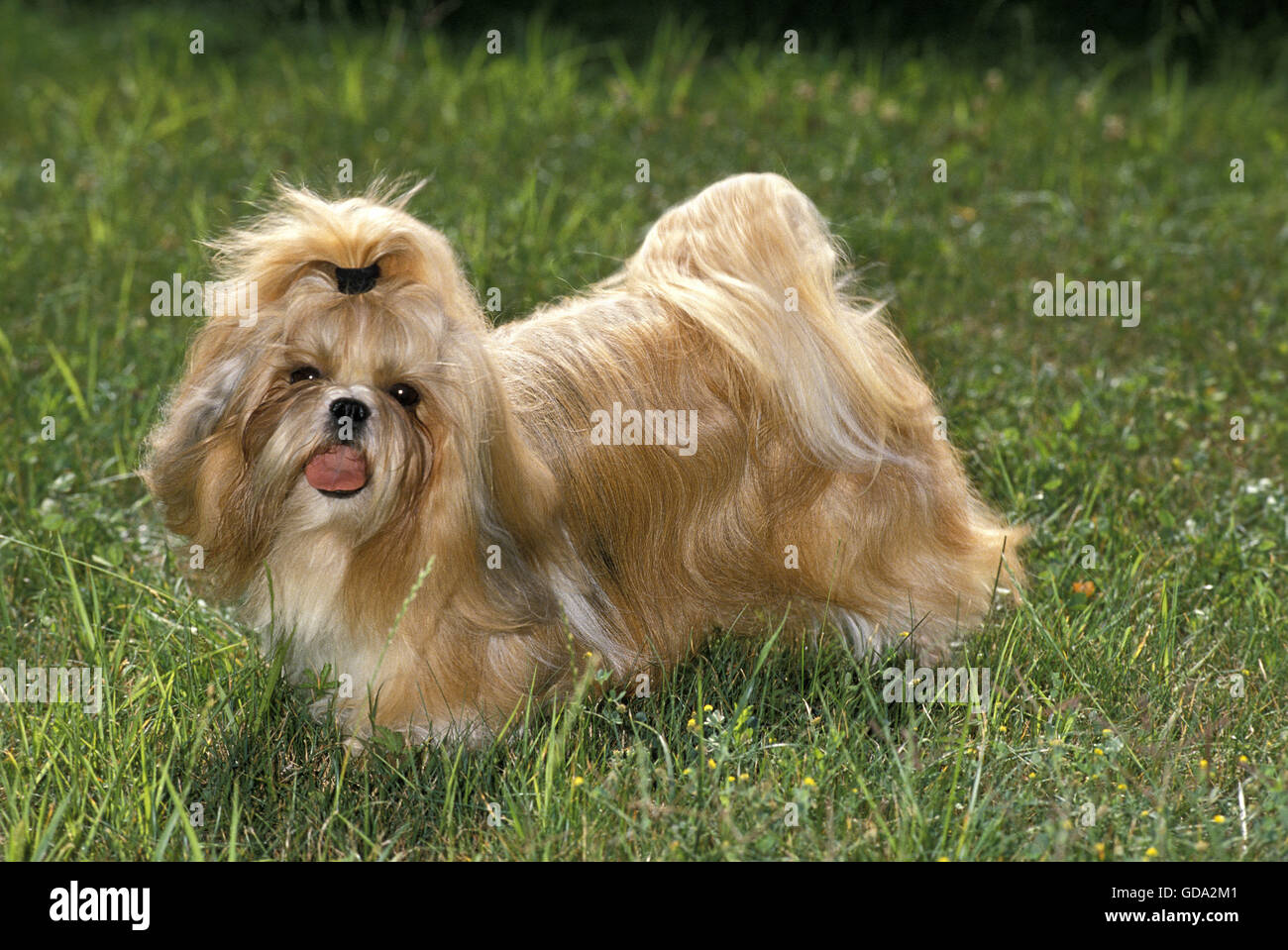 Shi Tzu Dog on Lawn Stock Photo - Alamy