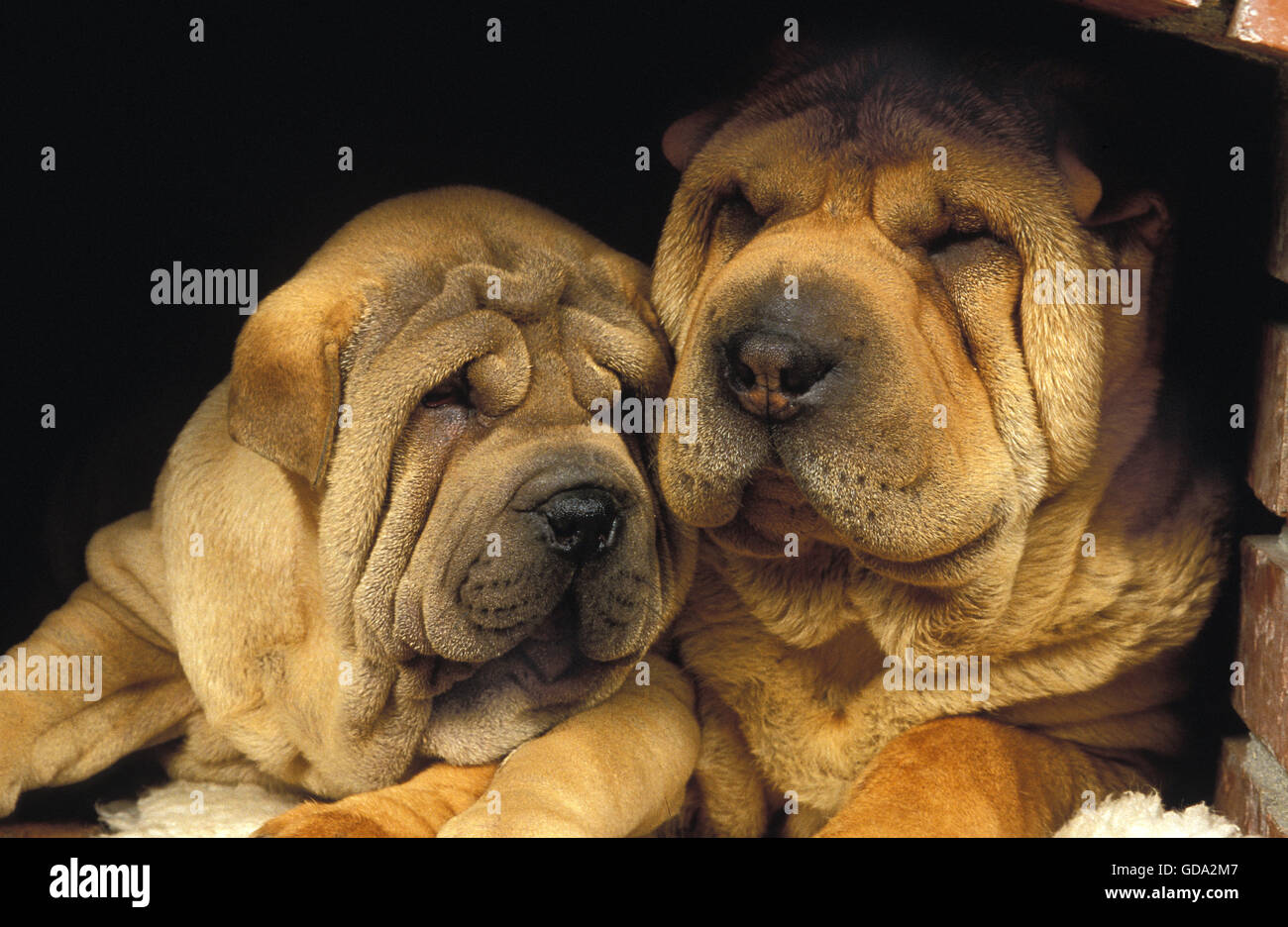 Shar Pei Dog, Mother and Pup Stock Photo - Alamy