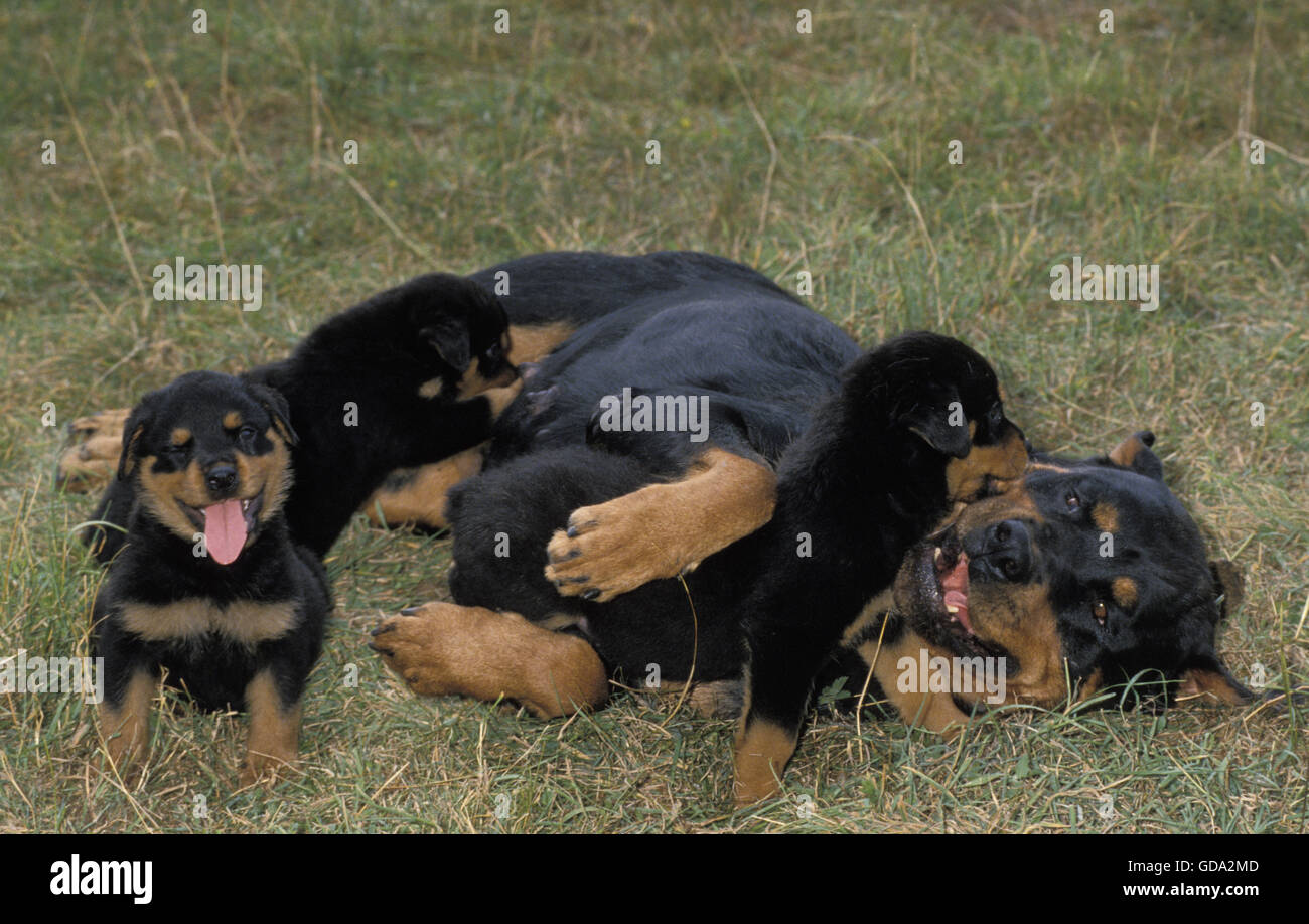 Rottweiler Dog, Mother with Pup Suckling Stock Photo - Alamy