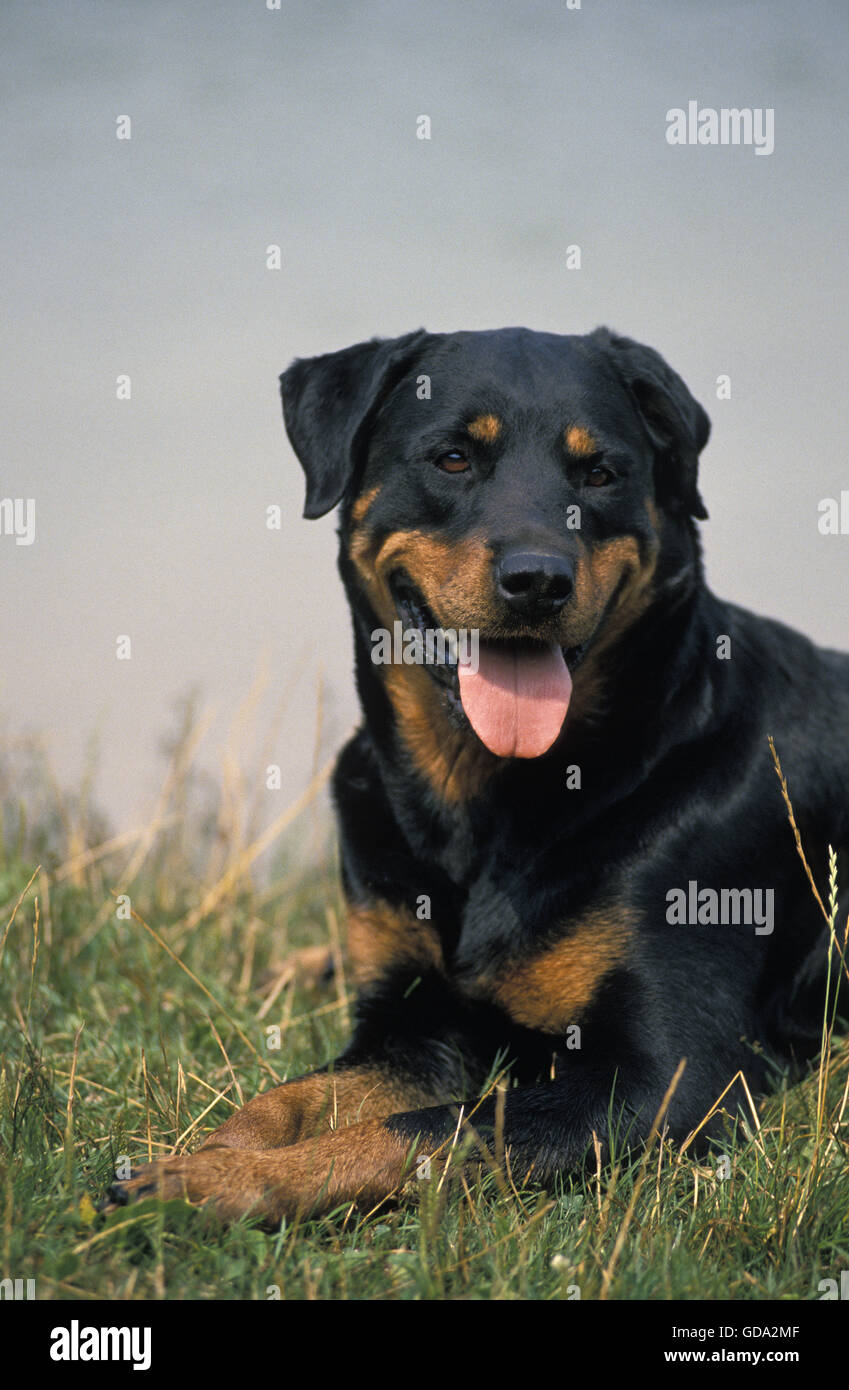 Rottweiler Dog, Adult laying on Grass Stock Photo - Alamy