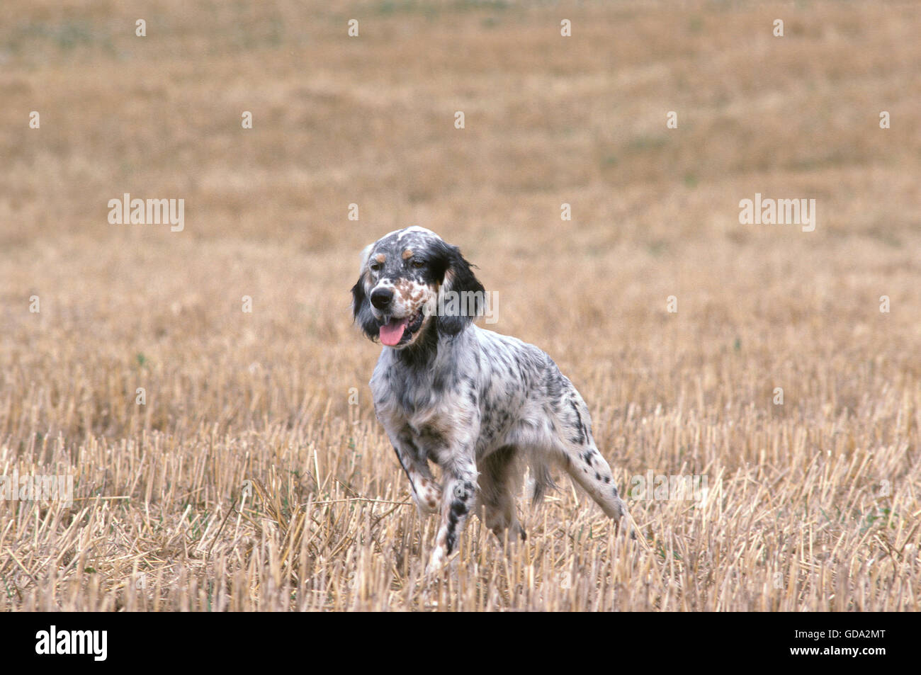 Pointing setter hi-res stock photography and images - Alamy
