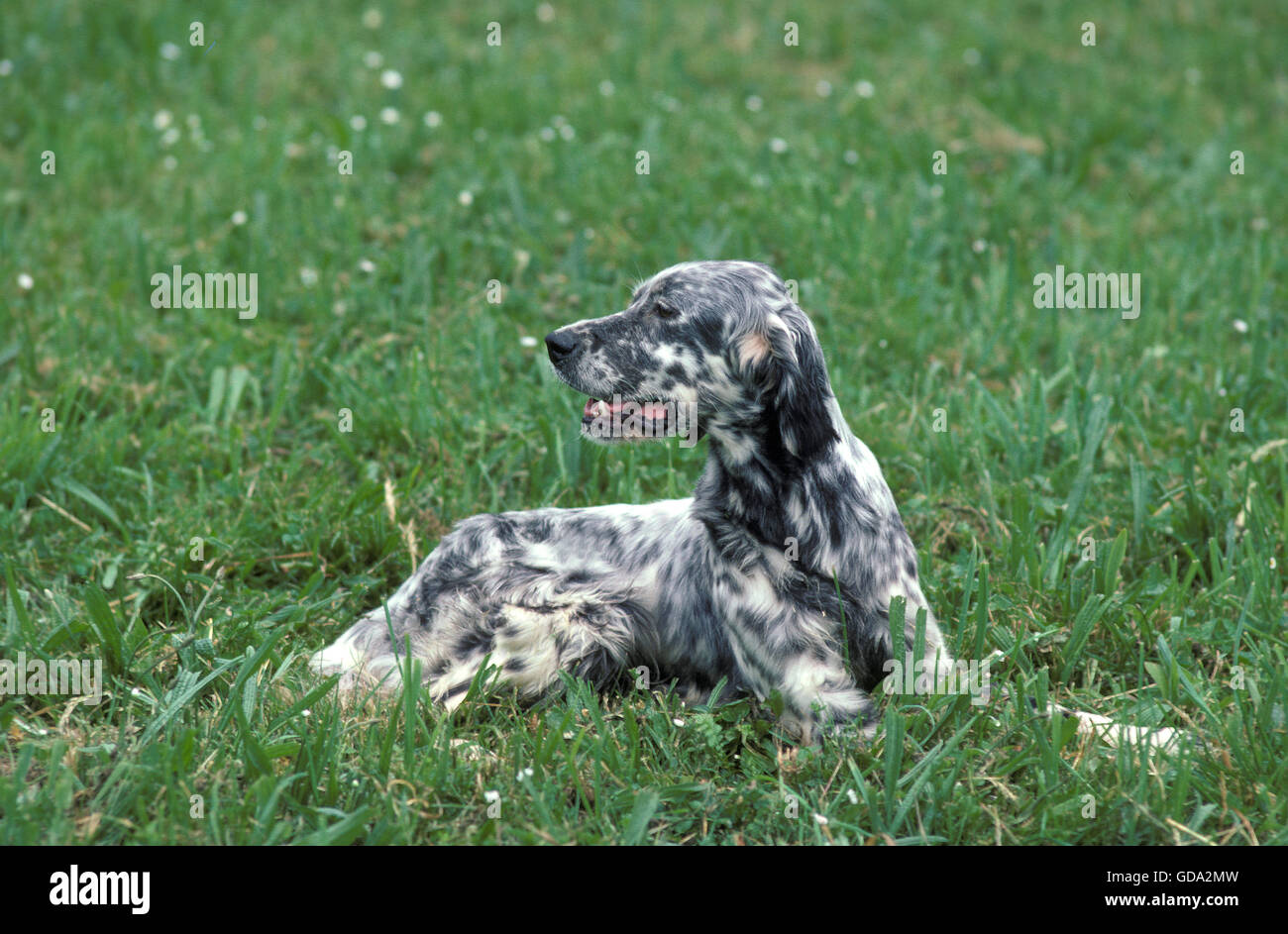 English Setter Dog, Adult laying on Grass Stock Photo - Alamy
