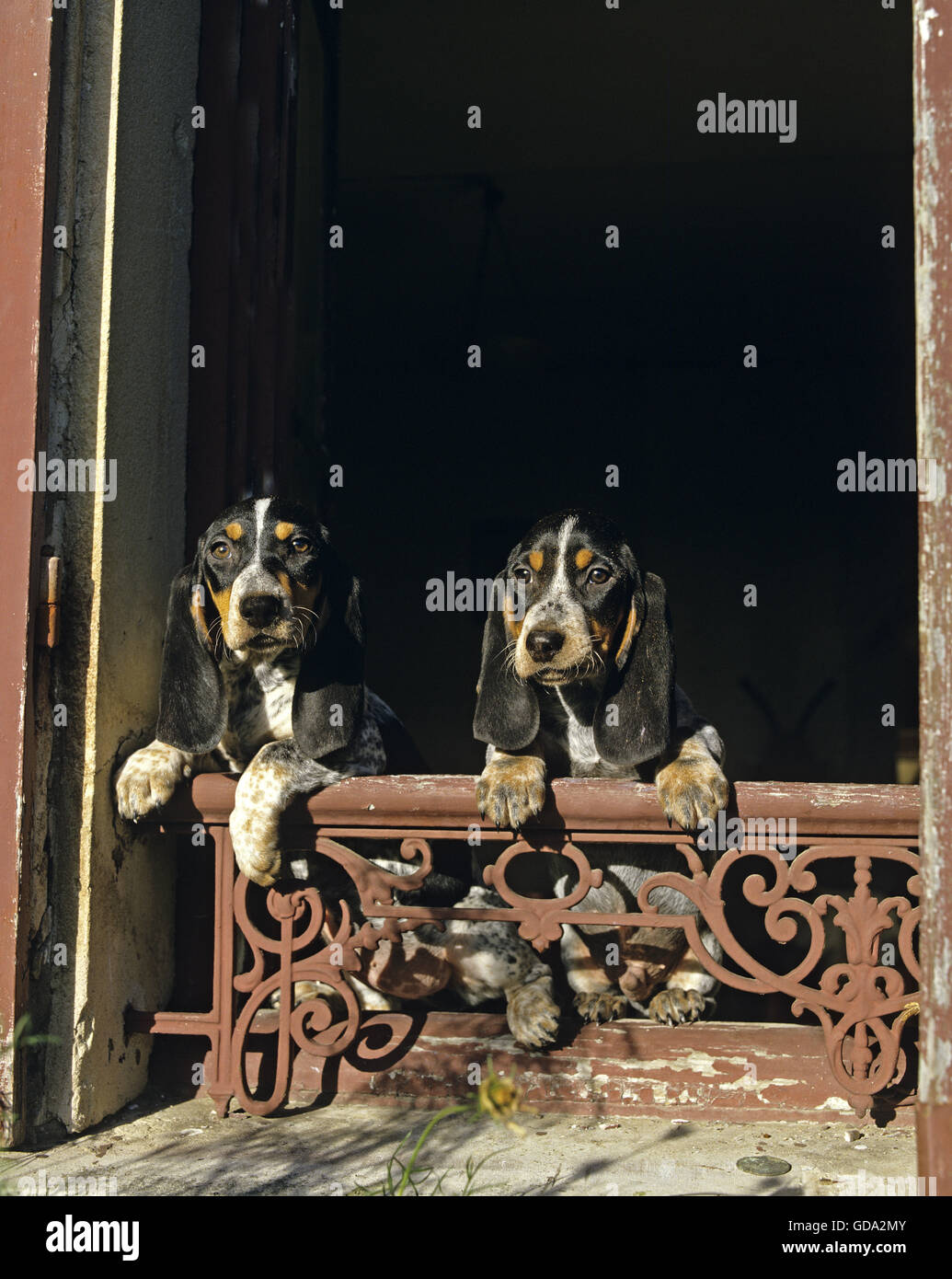 Gascogne hi-res stock photography and images - Alamy