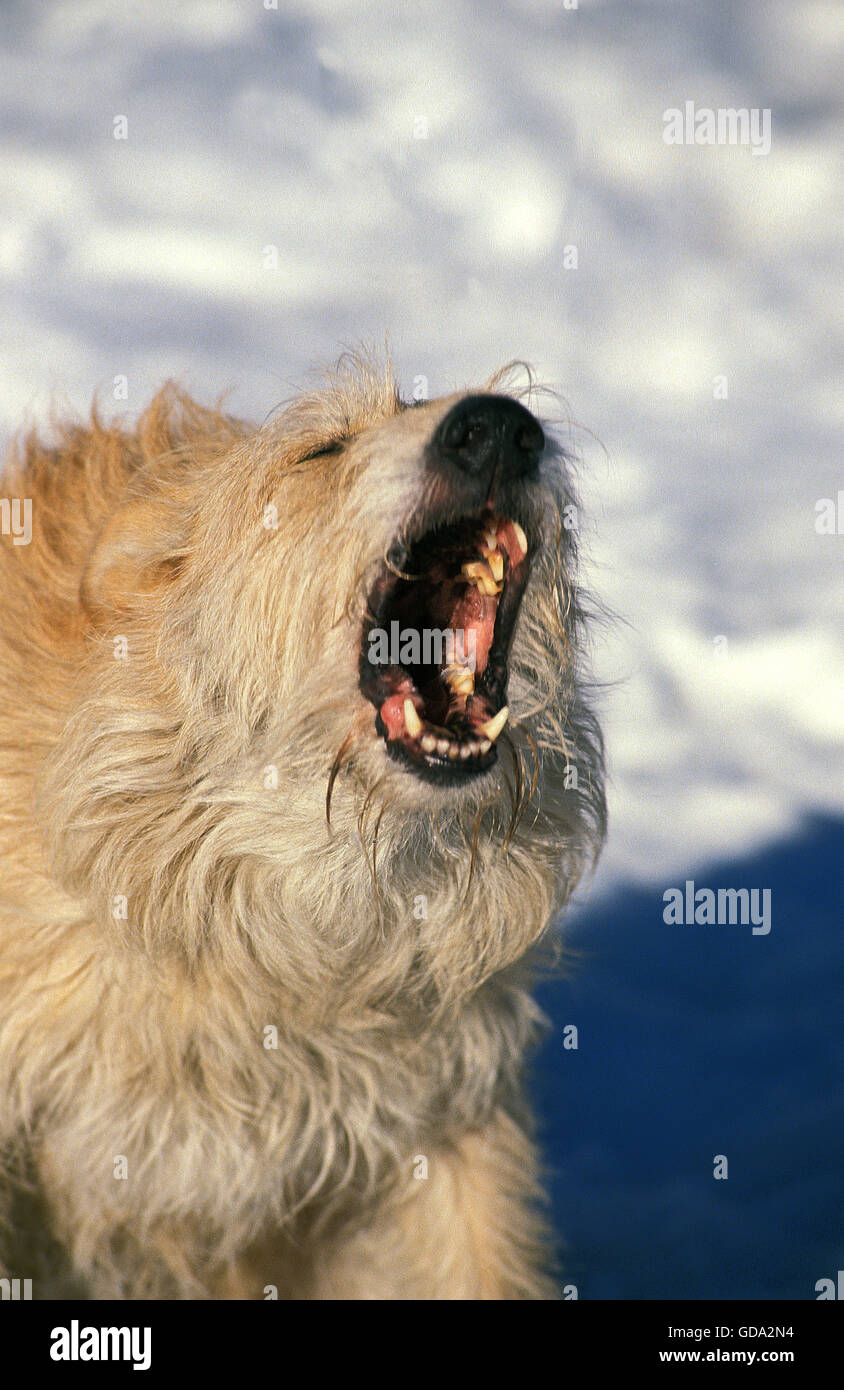 Herding dog barking hi-res stock photography and images - Alamy