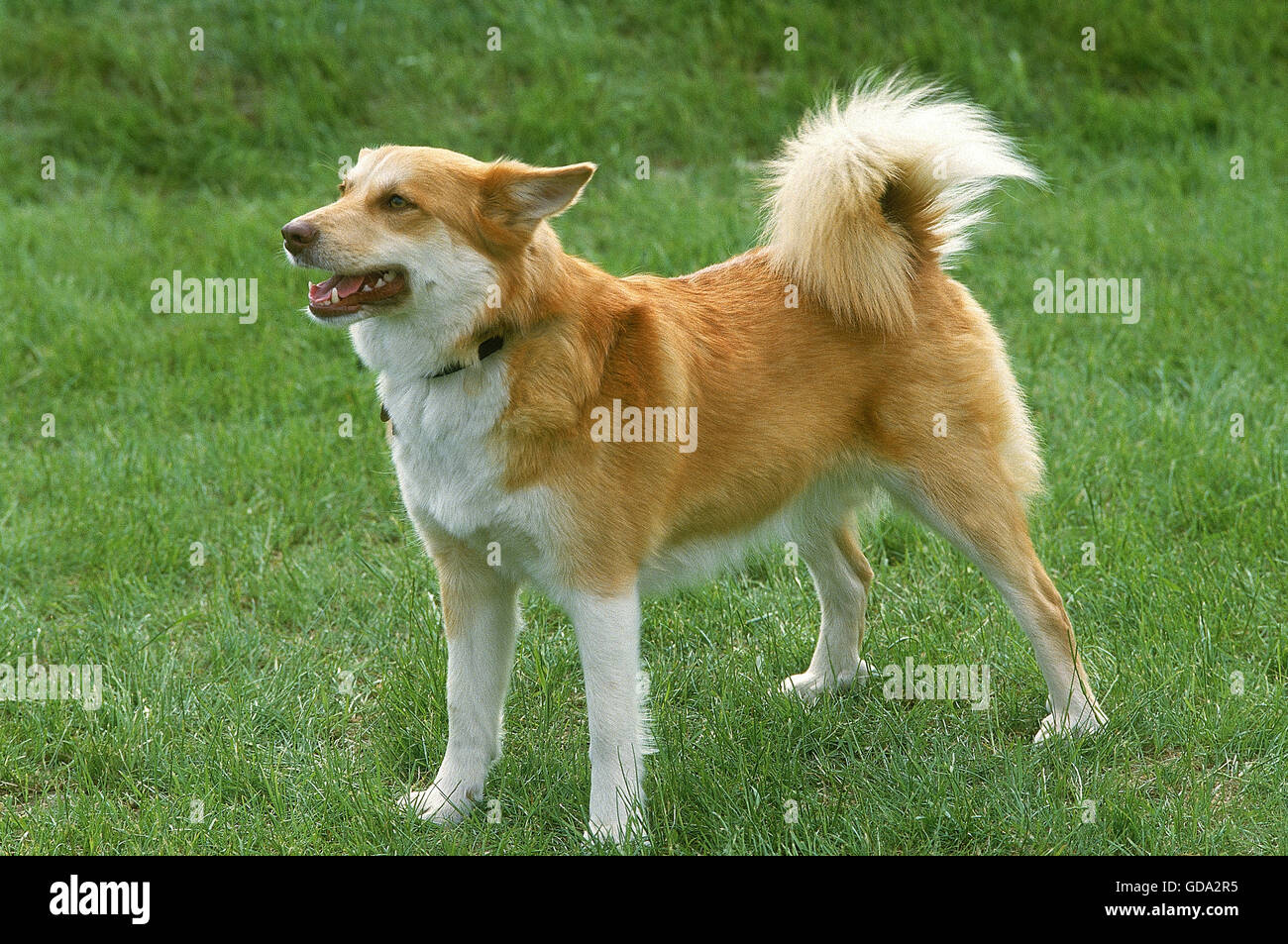 Laika dog hi-res stock photography and images - Alamy
