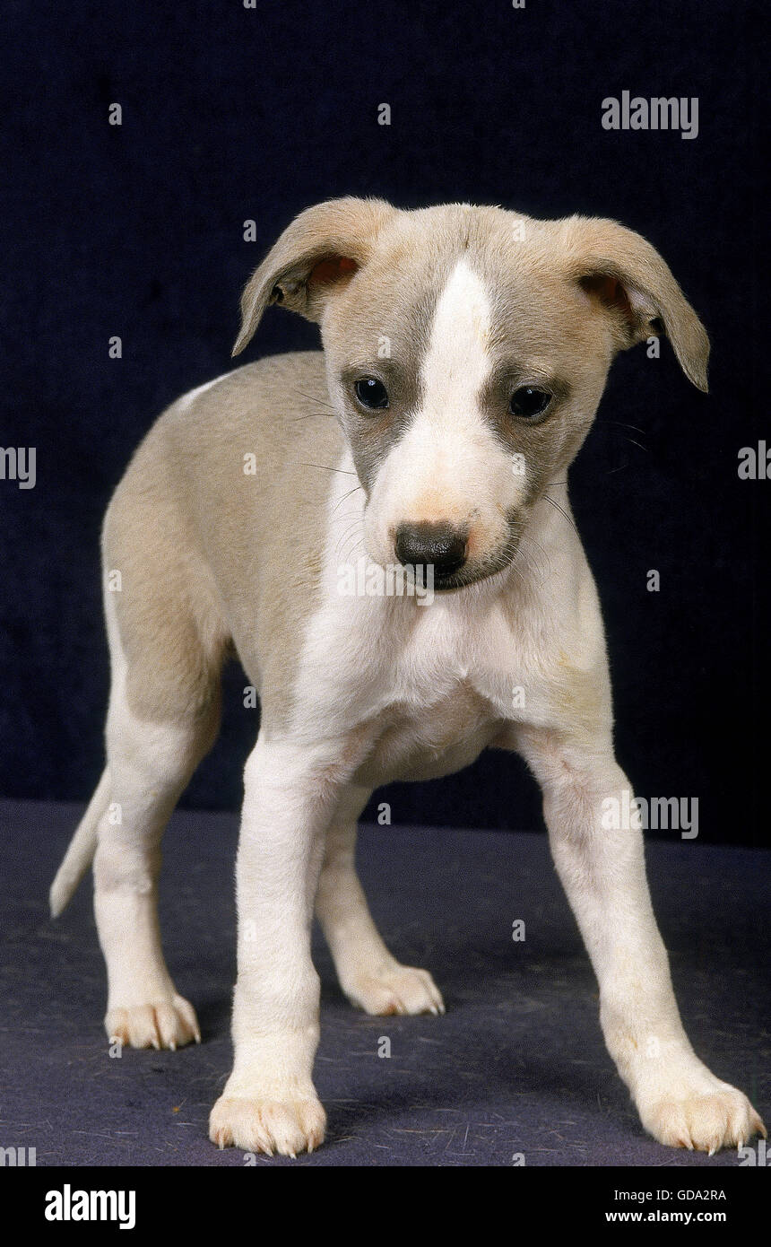 Whippet dog hi-res stock photography and images - Alamy