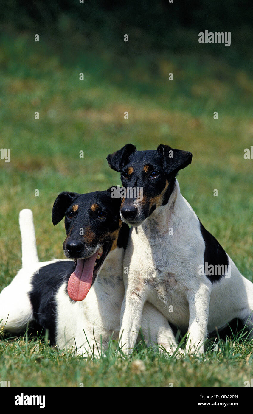 Smooth fox terrier hi-res stock photography and images - Alamy