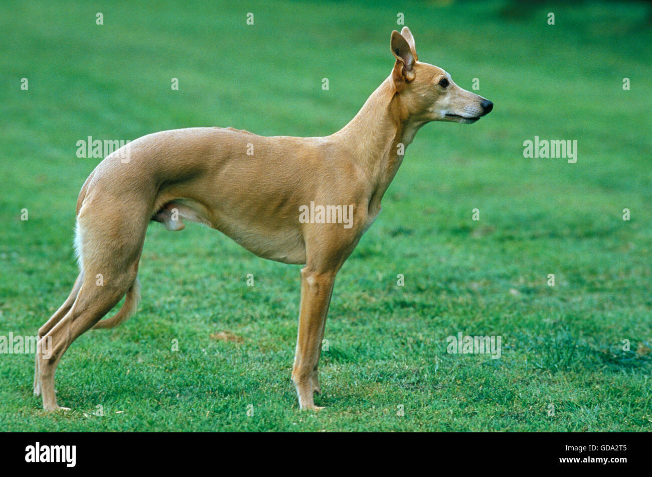 Male Whippet Dog on Lawn Stock Photo - Alamy