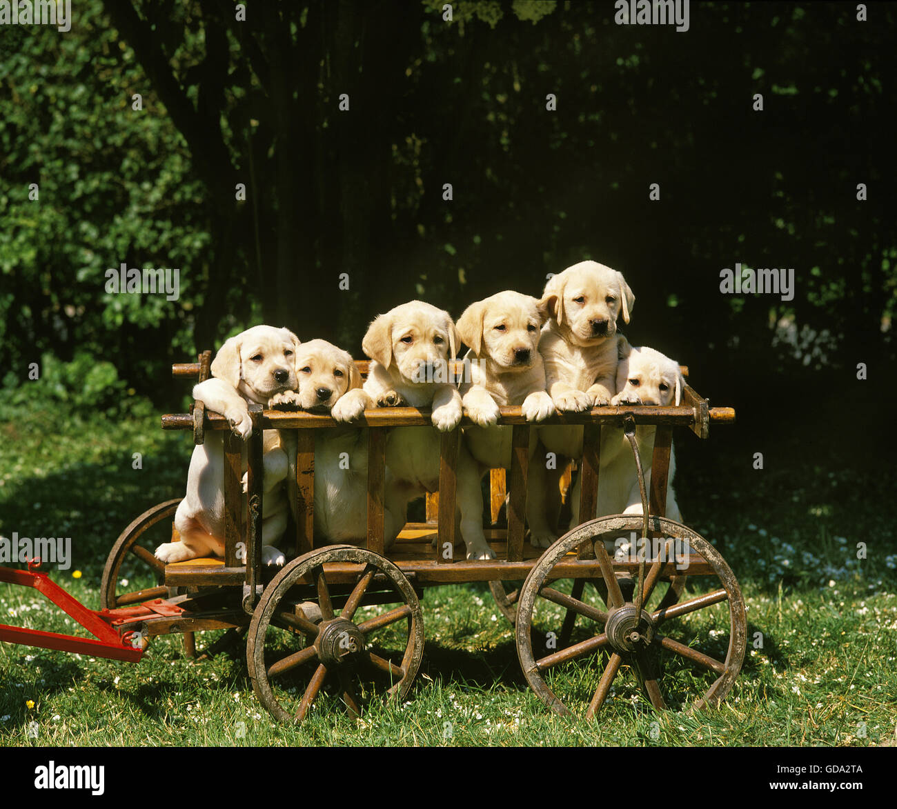 Yellow Labrador Retriever Dog, Pup in Cart Stock Photo - Alamy