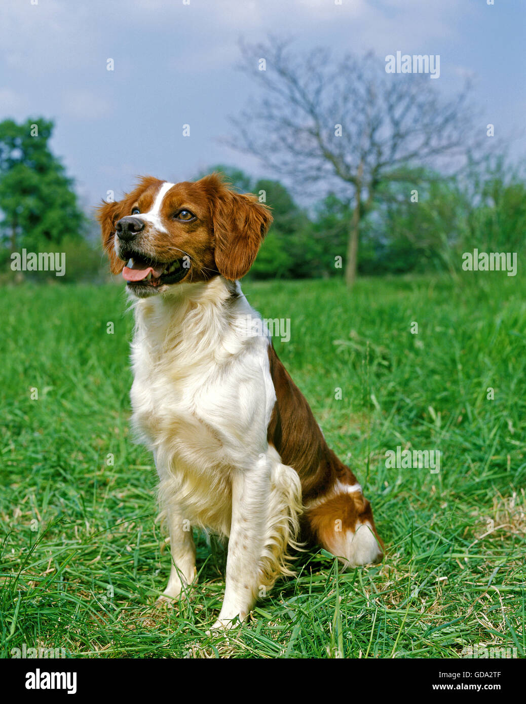 Brittany Spaniel, Adult sitting on Grass Stock Photo - Alamy
