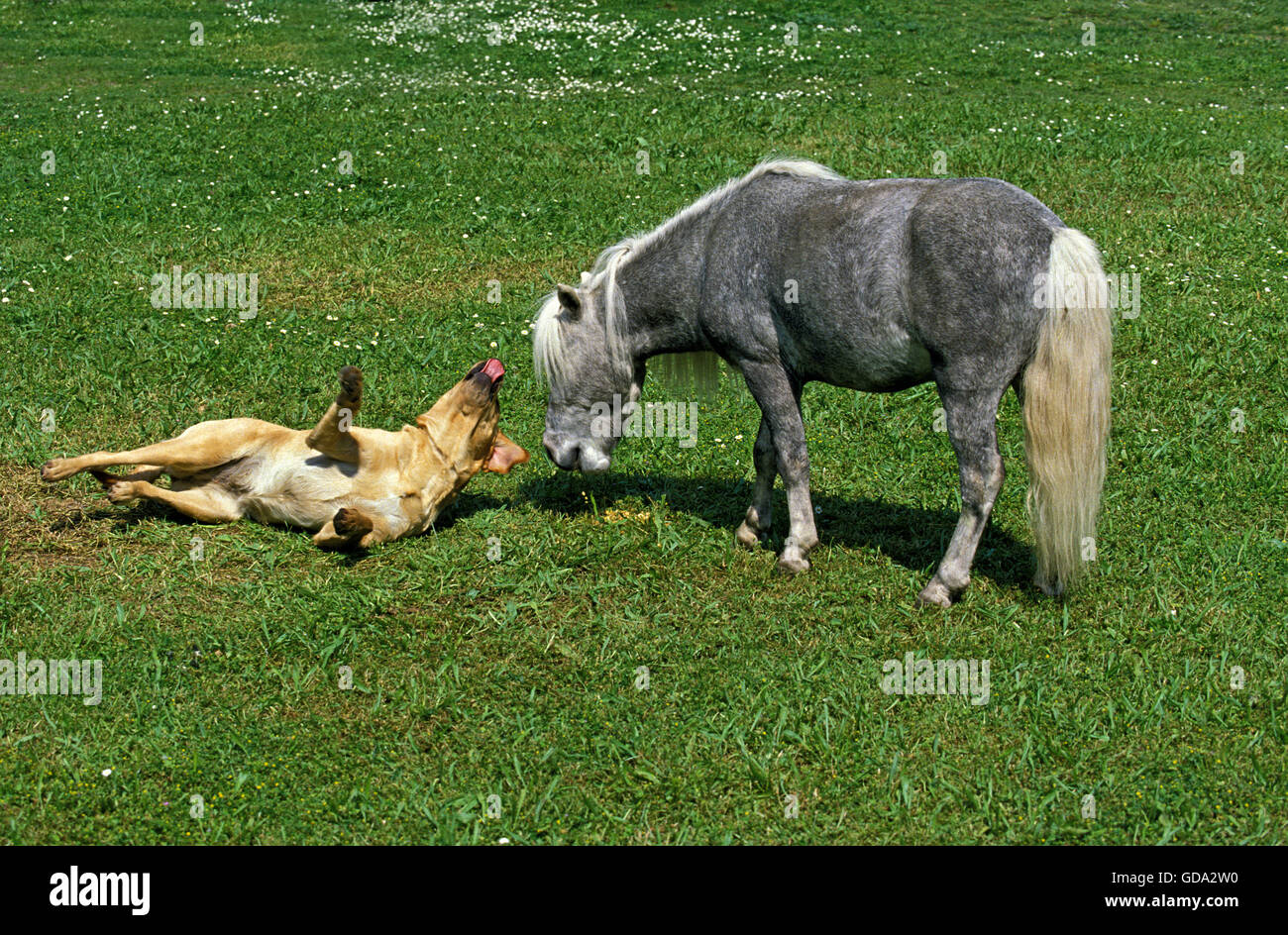 American Miniature Horse, Adult Playing with Labrador Dog Stock Photo ...