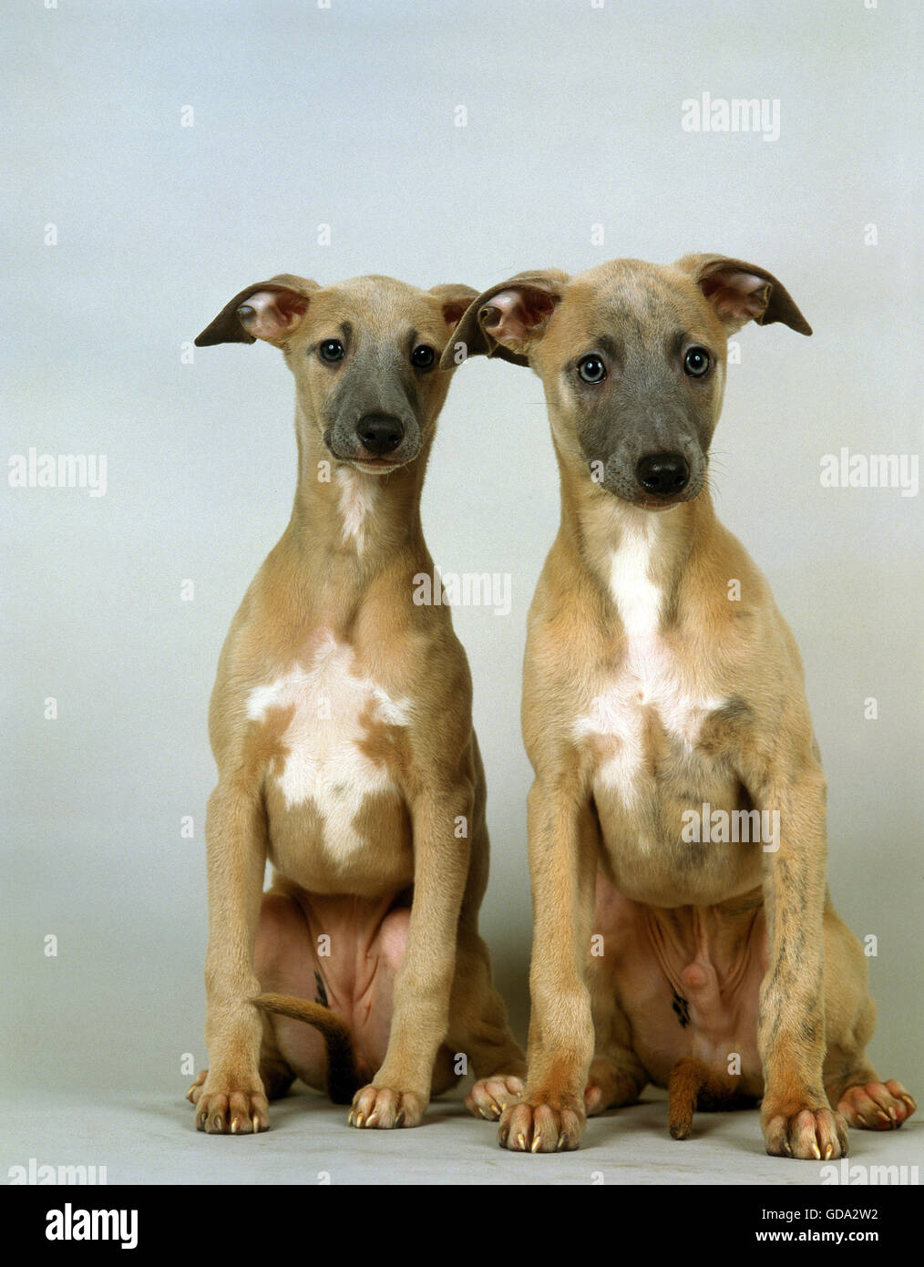 Two whippets hi-res stock photography and images - Alamy