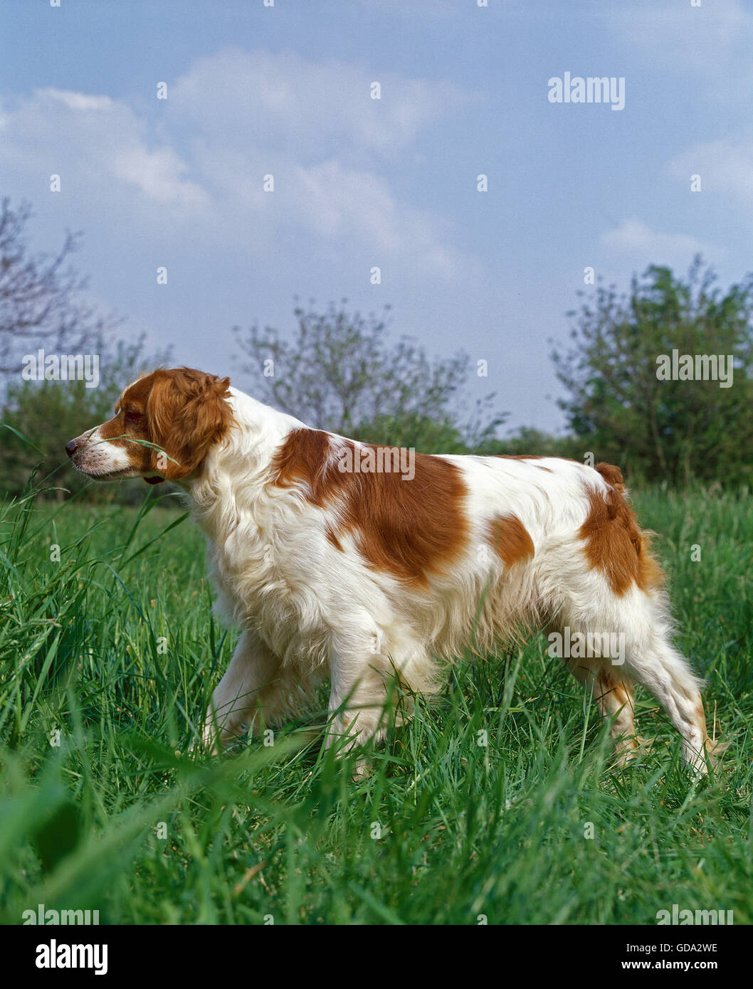 Brittany Spaniel Dog, Adult Pointing Stock Photo - Alamy