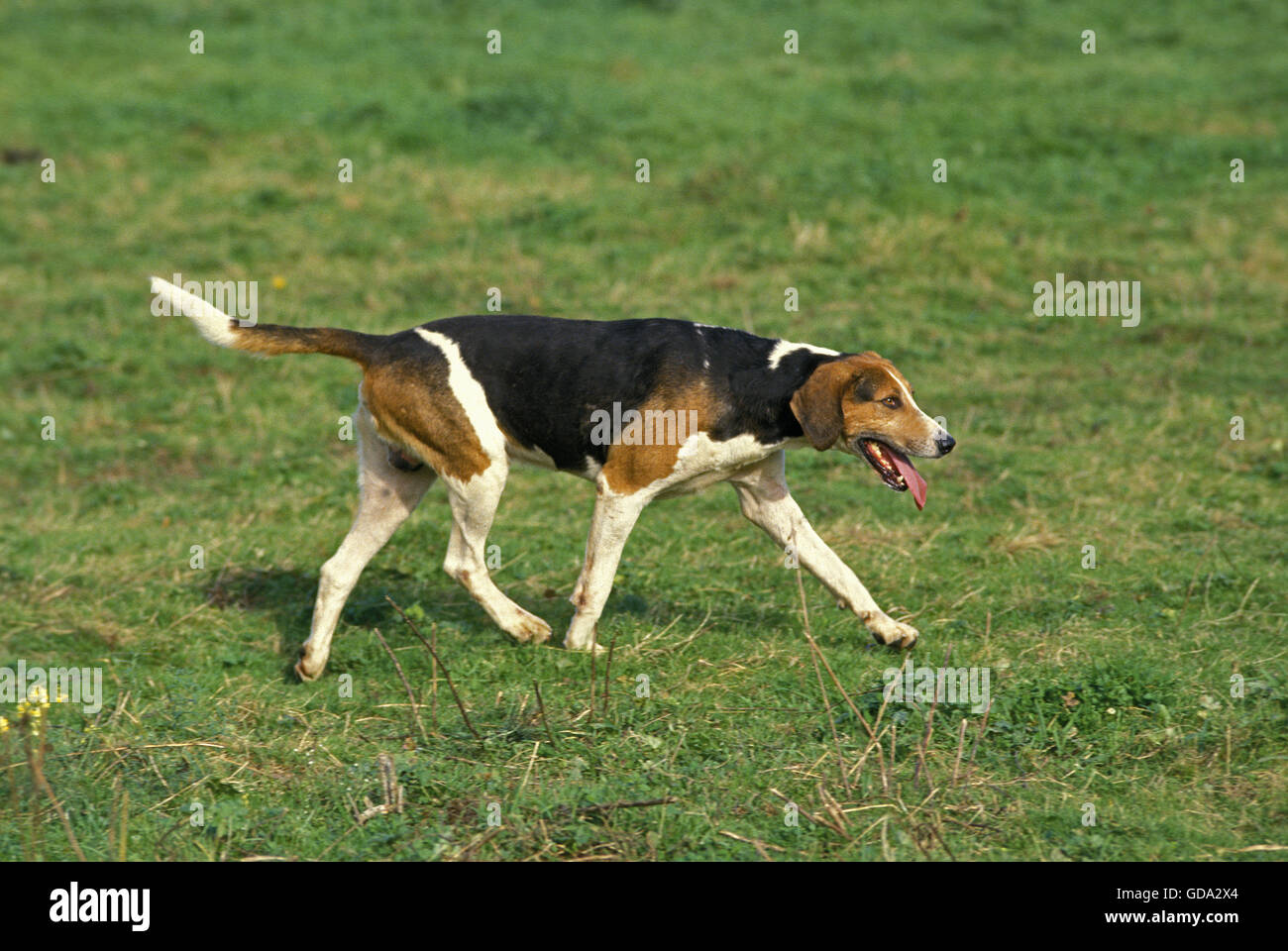English foxhounds hi-res stock photography and images - Alamy
