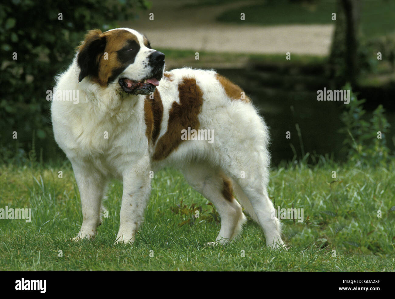 Saint Bernard Dog on Grass Stock Photo - Alamy