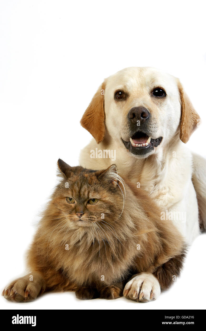 Yellow Retriever Labrador Female with Tortoiseshell Persian Domestic ...