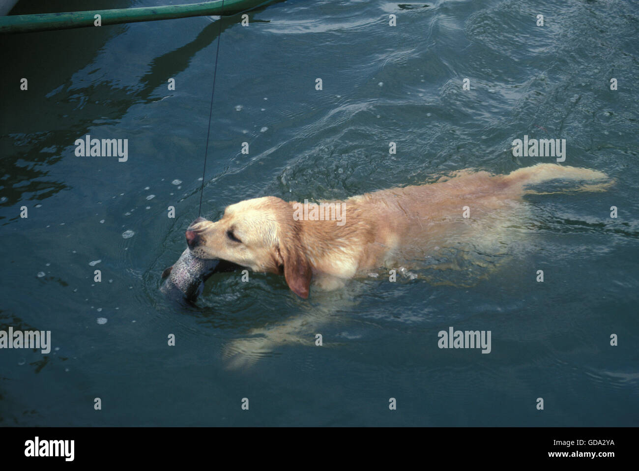Yellow Labrador Retriever, Dog Fishing Stock Photo - Alamy