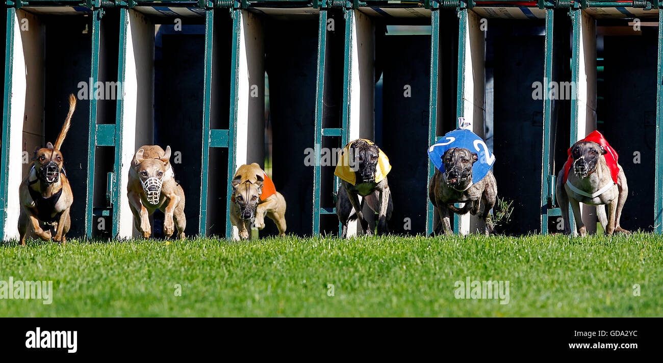 Whippet dogs hi-res stock photography and images - Alamy