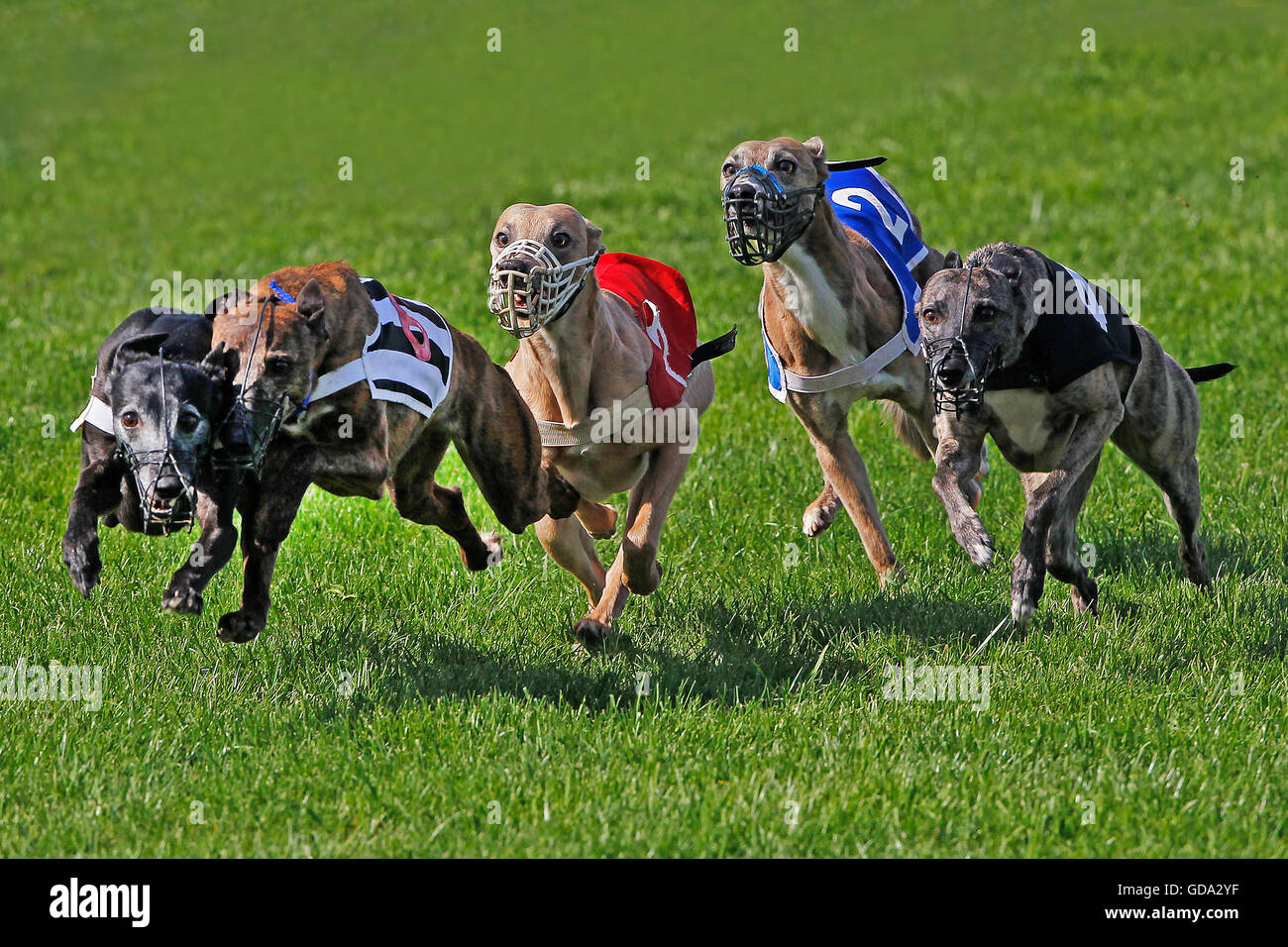 Whippet dogs hi-res stock photography and images - Alamy