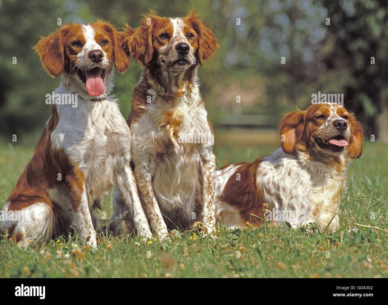 Britany Spaniel, Dog on Lawn Stock Photo - Alamy