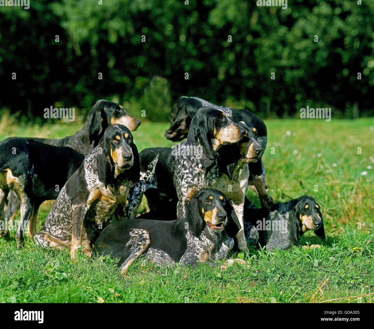 Great Blue Gascony Hound Stock Photo - Alamy