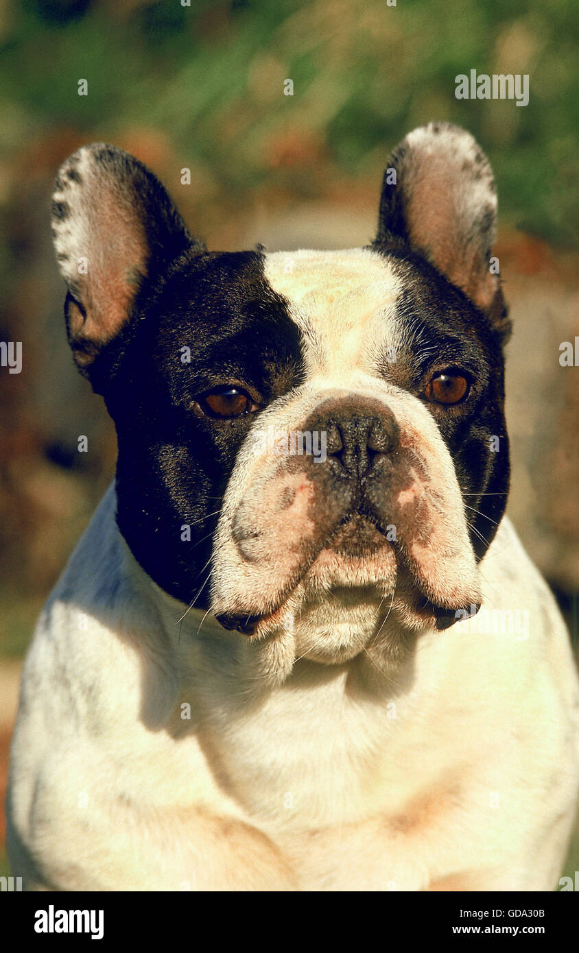 FRENCH BULLDOG, PORTRAIT OF ADULT Stock Photo - Alamy