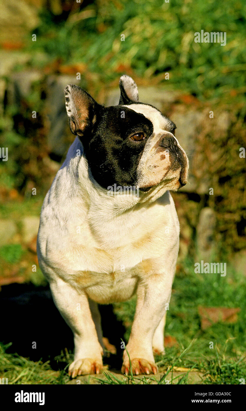 FRENCH BULLDOG, ADULT ON GRASS Stock Photo - Alamy