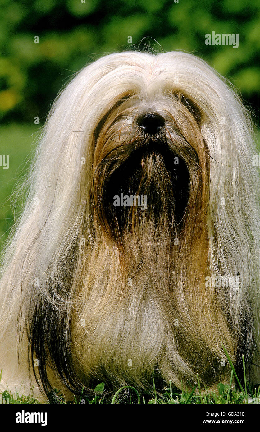Lhassa apso or lhasa apso hi-res stock photography and images - Alamy