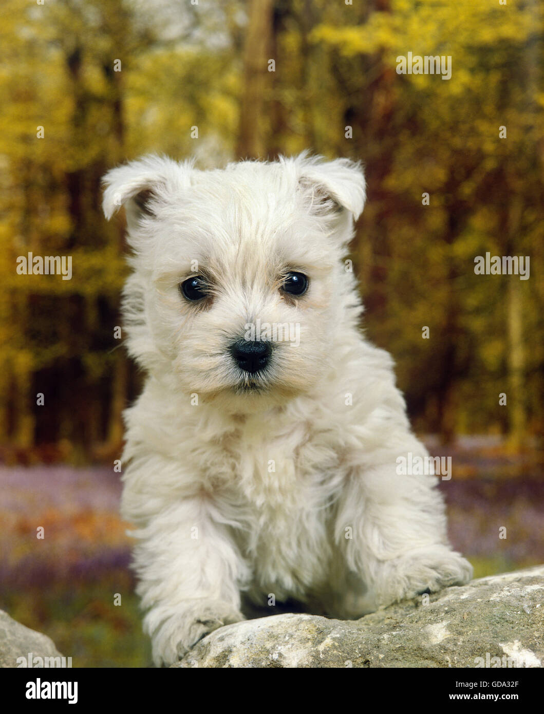 Westhighland white terrier hi-res stock photography and images - Alamy