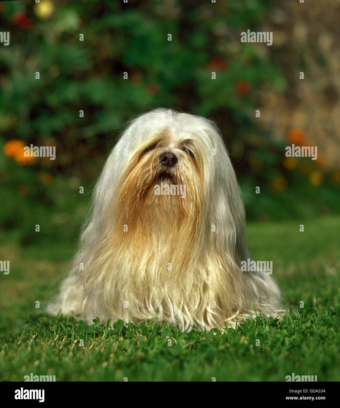 Lhassa apso or lhasa apso hi-res stock photography and images - Alamy