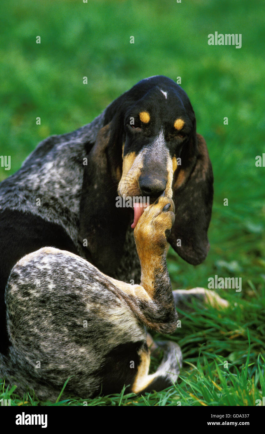 Great Blue Gascony Hound, Adult Dog Licking Paw Stock Photo - Alamy