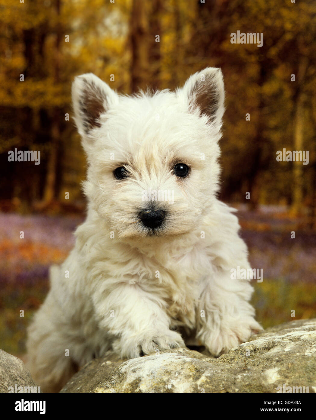 Westy hi-res stock photography and images - Alamy