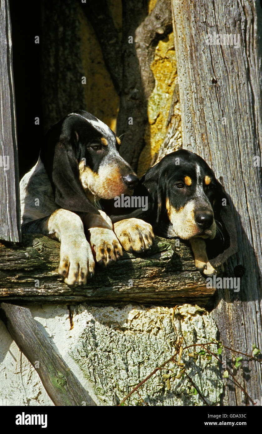 Great Blue Gascony Hound, Adults at Window Stock Photo - Alamy